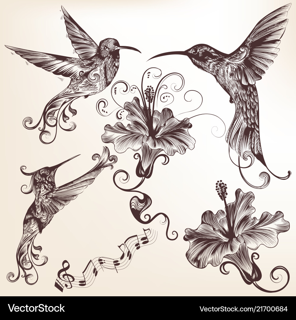 Collection hand drawn hummingbirds for design Vector Image