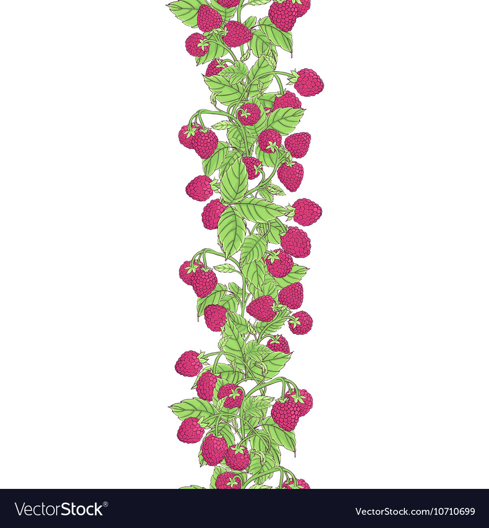 Raspberry border Royalty Free Vector Image - VectorStock