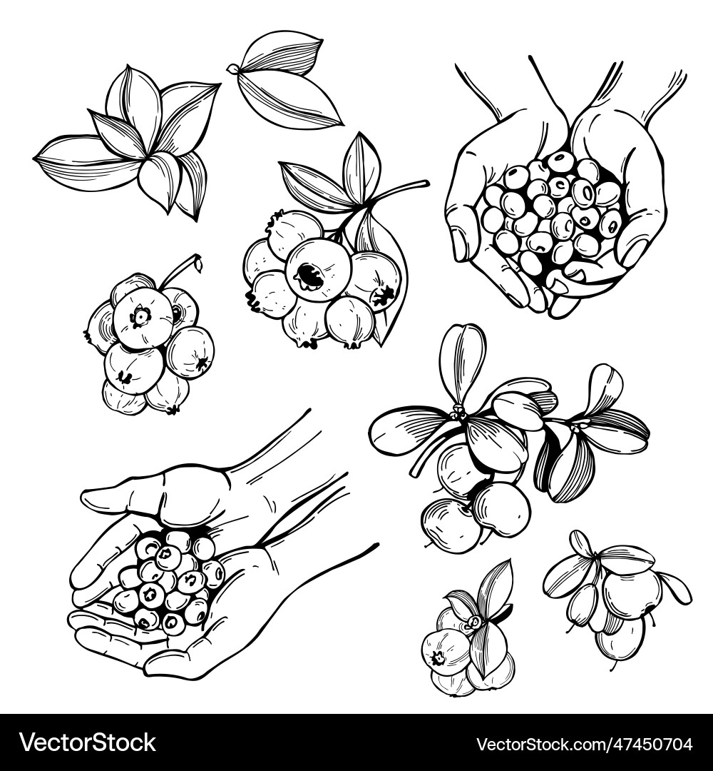 Forest berry sketch Royalty Free Vector Image - VectorStock