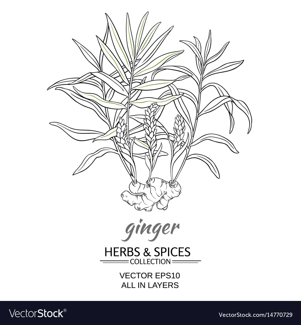 Ginger Royalty Free Vector Image - VectorStock