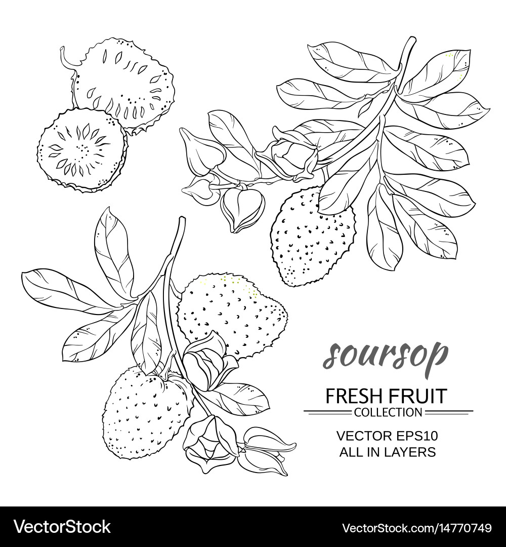 Soursop set Royalty Free Vector Image - VectorStock