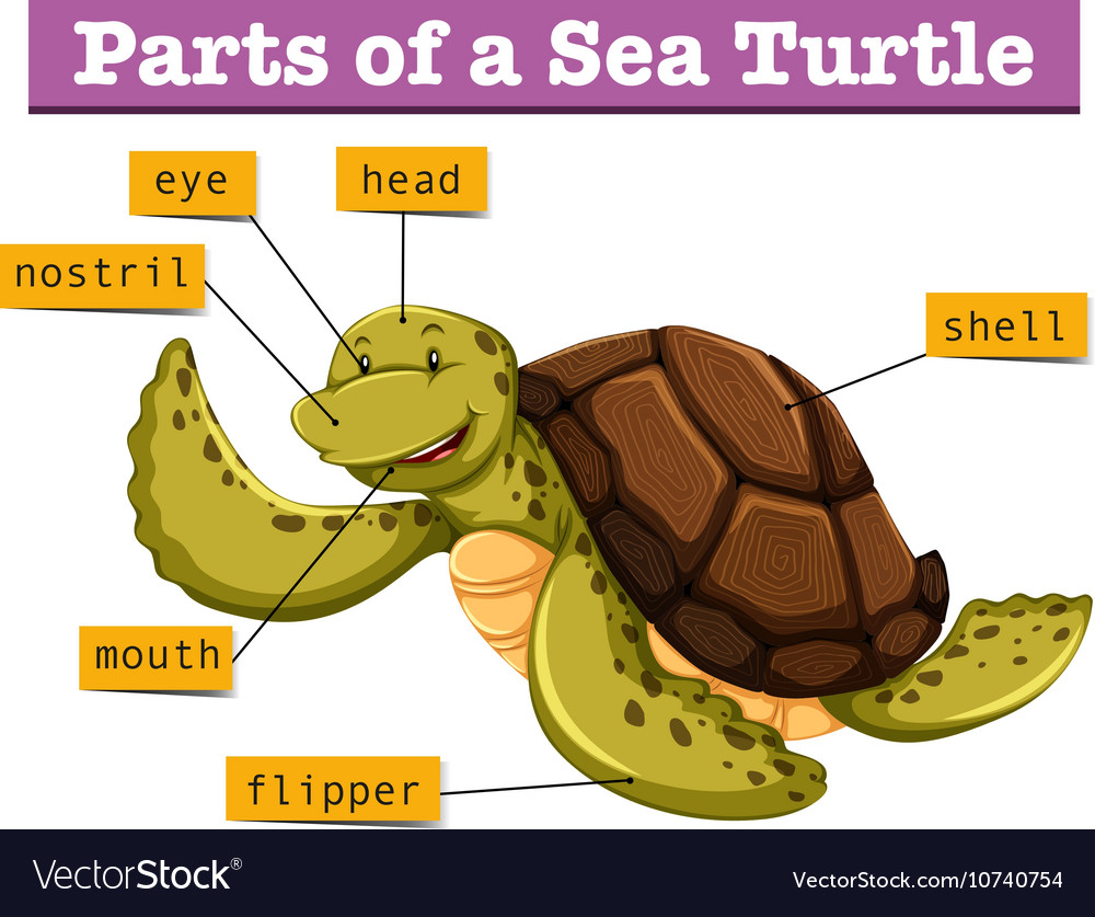 Diagram Showing Different Parts Turtle Royalty Free Vector