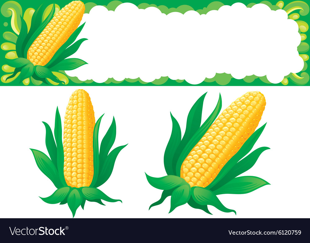 Corn Royalty Free Vector Image - VectorStock