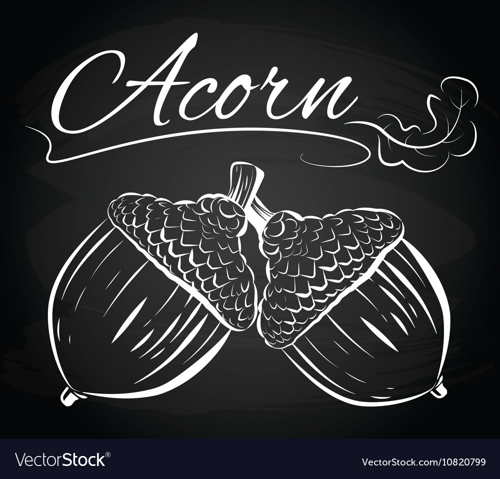 Oak branch two acorns Royalty Free Vector Image Oak branch two acorns Royalty Free Vector Image