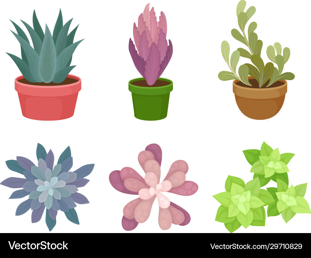 Succulent plants growing in ceramic pots side view