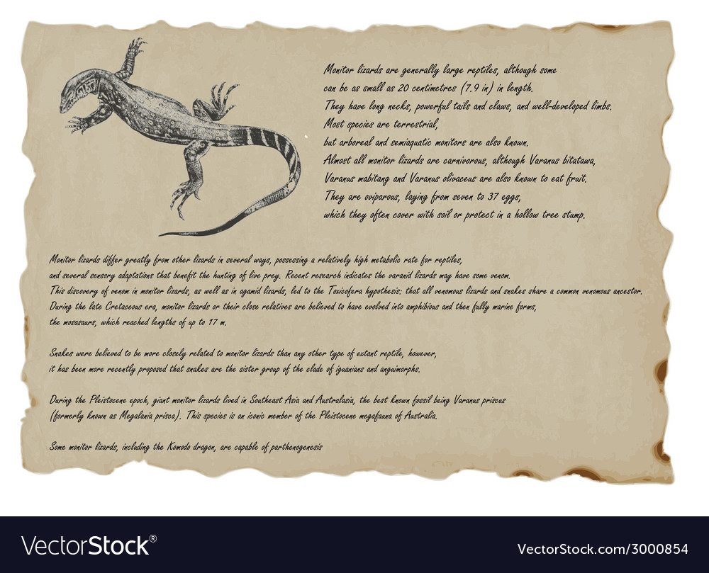 Monitor lizard Royalty Free Vector Image - VectorStock