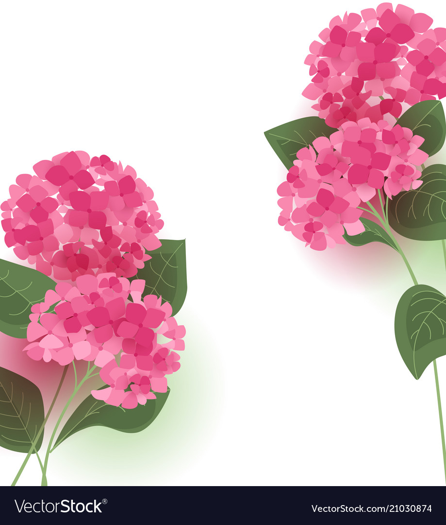 Hydrangea flower Royalty Free Vector Image - VectorStock
