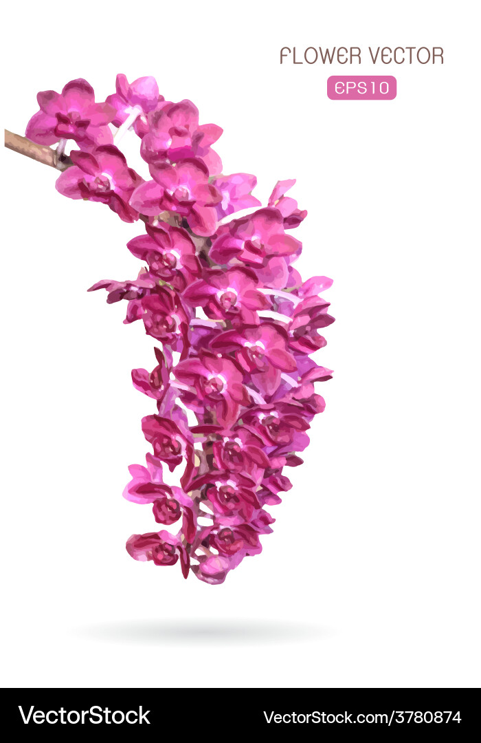 Image of orchid flower Royalty Free Vector Image