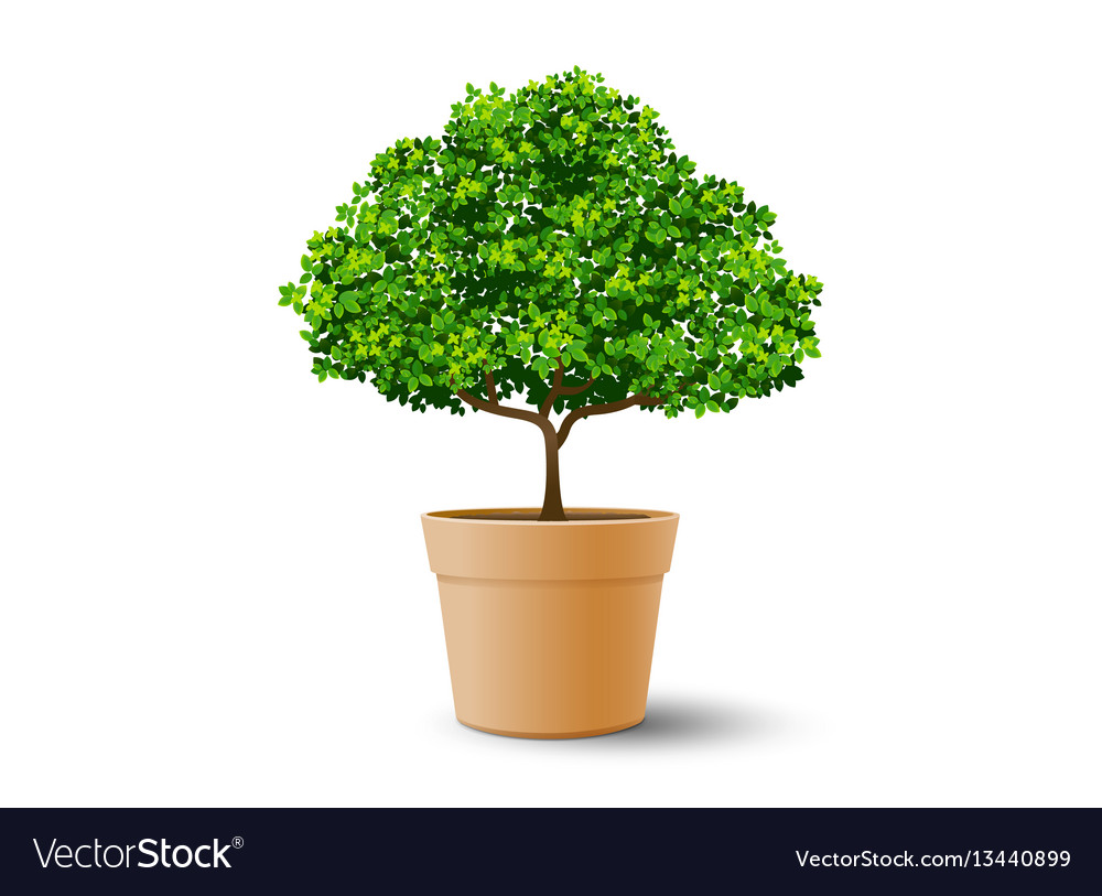 Tree Plant In Pot Royalty Free Vector Image Vectorstock