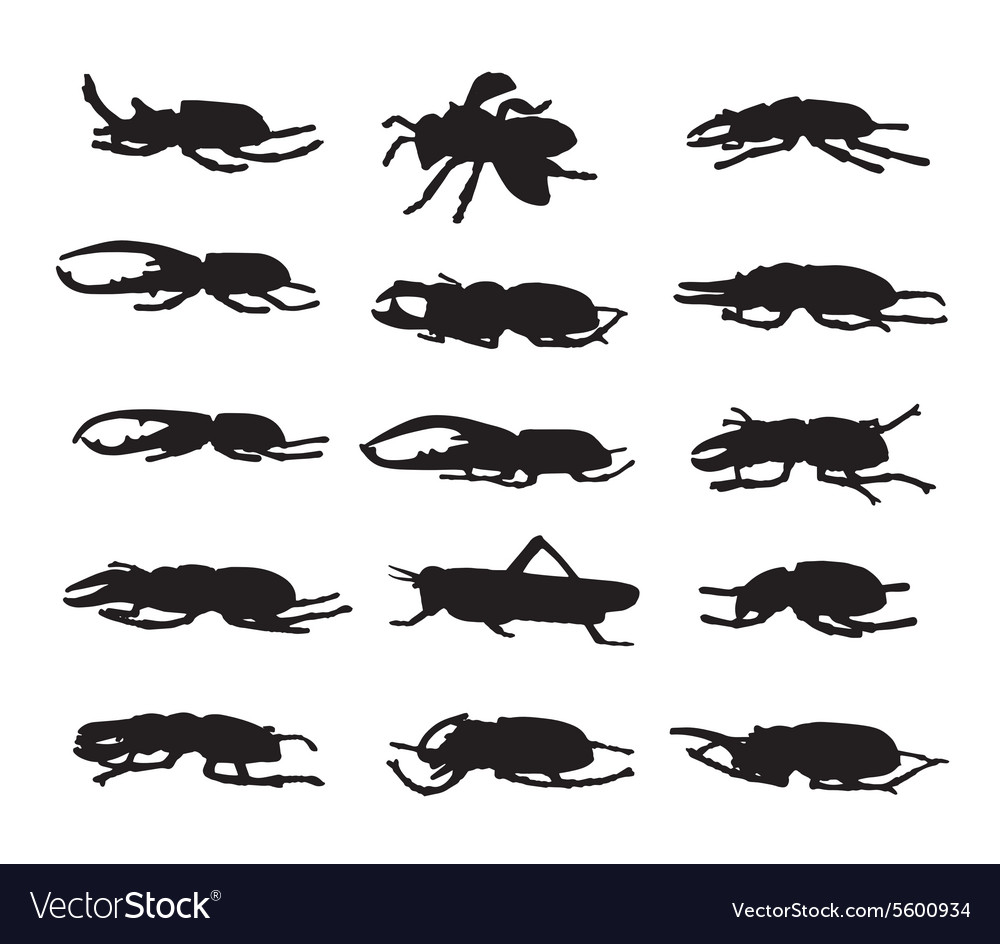 Insects Royalty Free Vector Image - VectorStock
