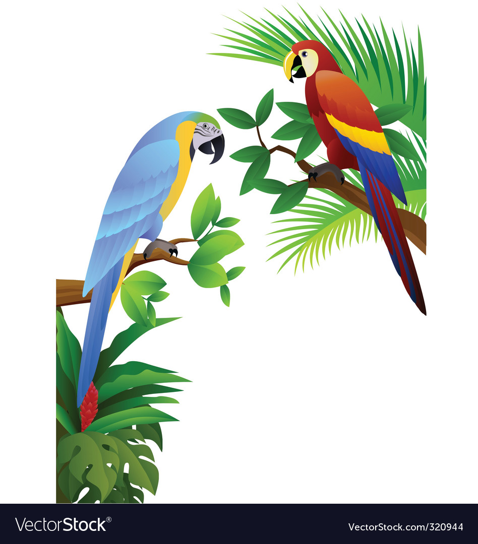 Macaw Royalty Free Vector Image - VectorStock