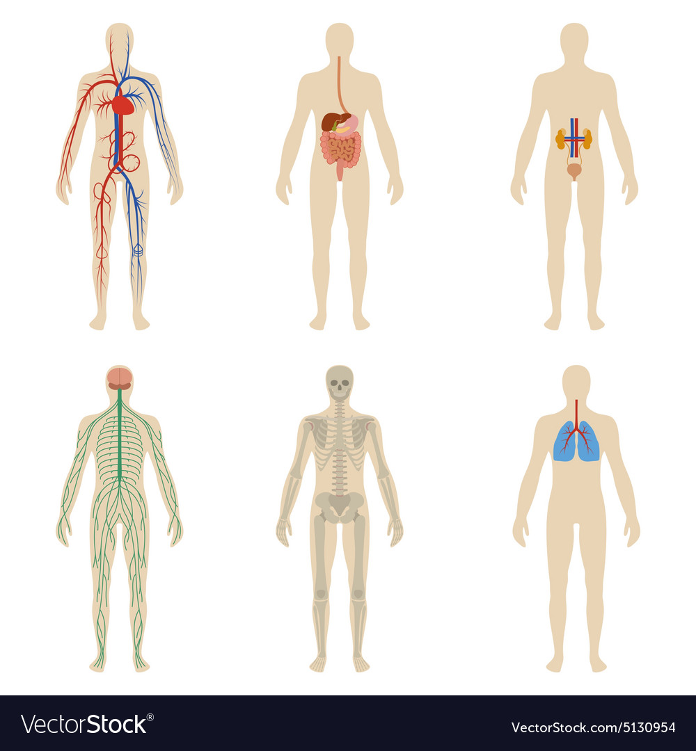 Set Human Organs And Systems Of The Body Vitality Vector Image