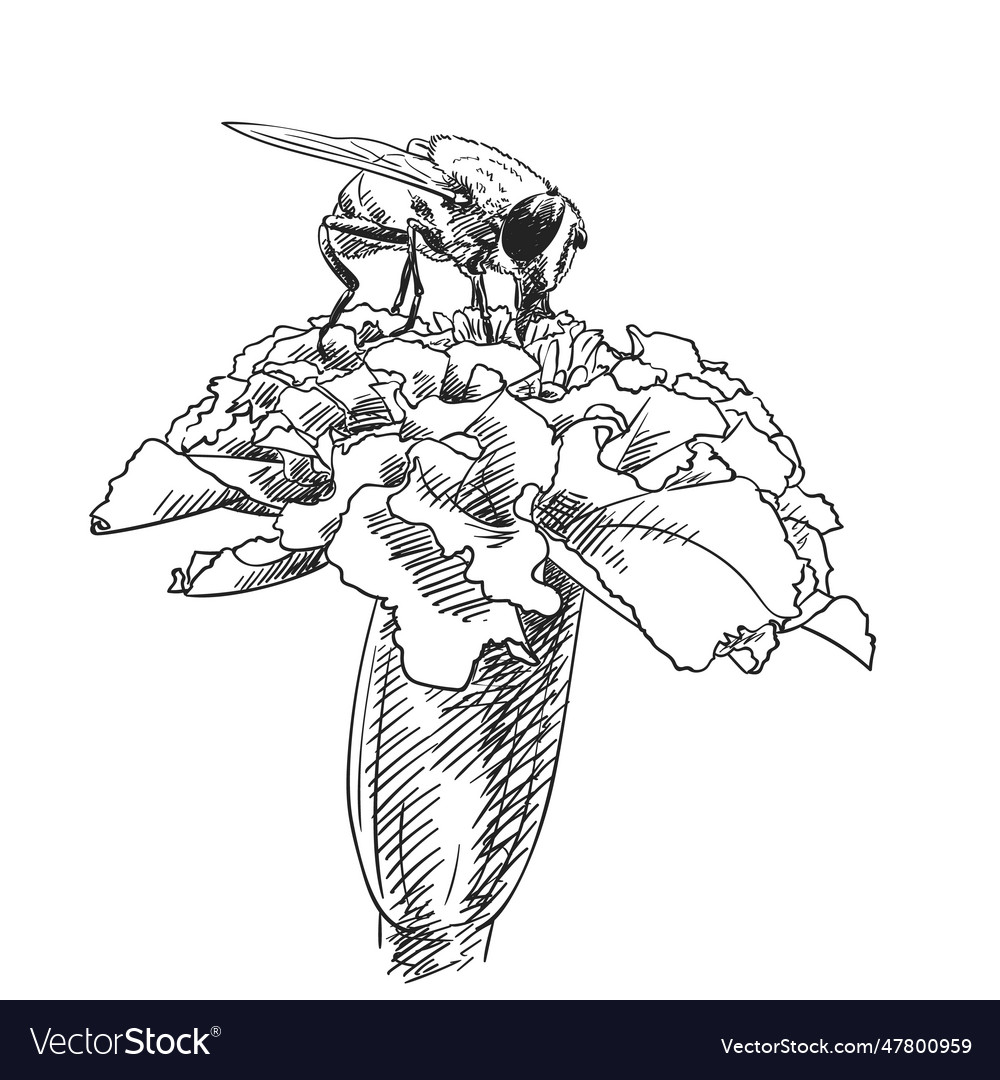 Bee Royalty Free Vector Image - VectorStock Bee Royalty Free Vector Image - VectorStock