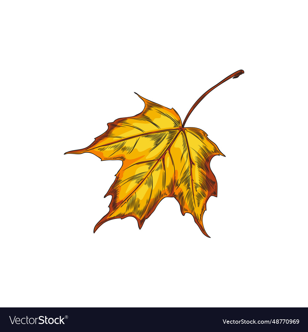 Fall maple yellow leaf Royalty Free Vector Image