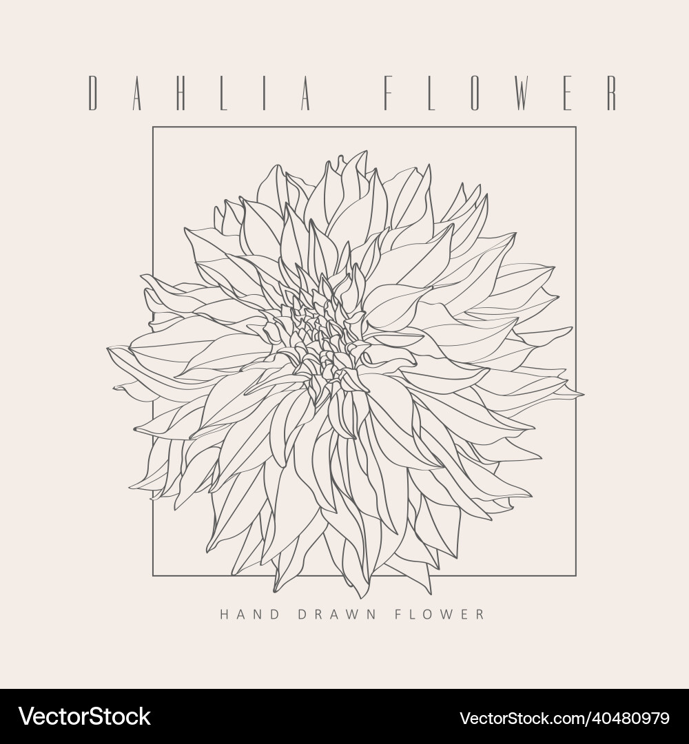 Botanical rustic trendy dahlia flower logo design Vector Image