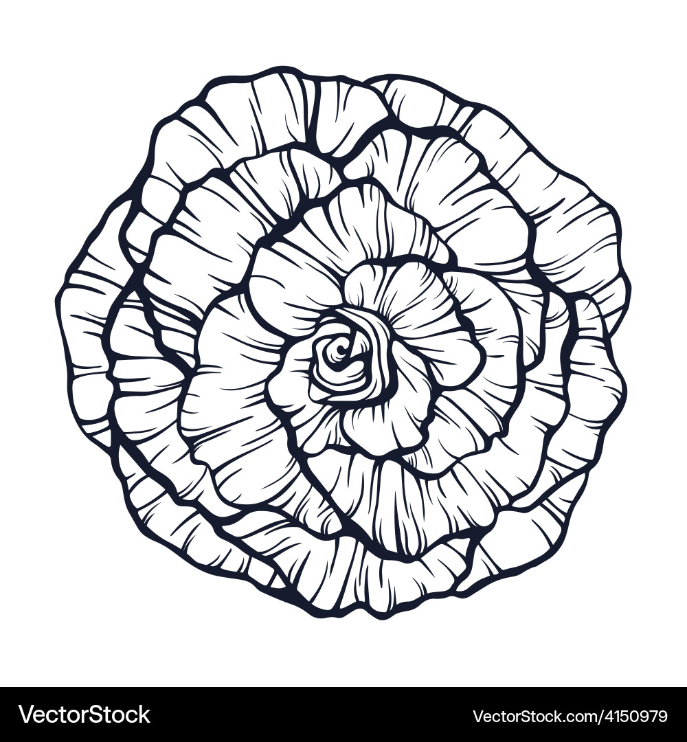 Outline rose Royalty Free Vector Image - VectorStock