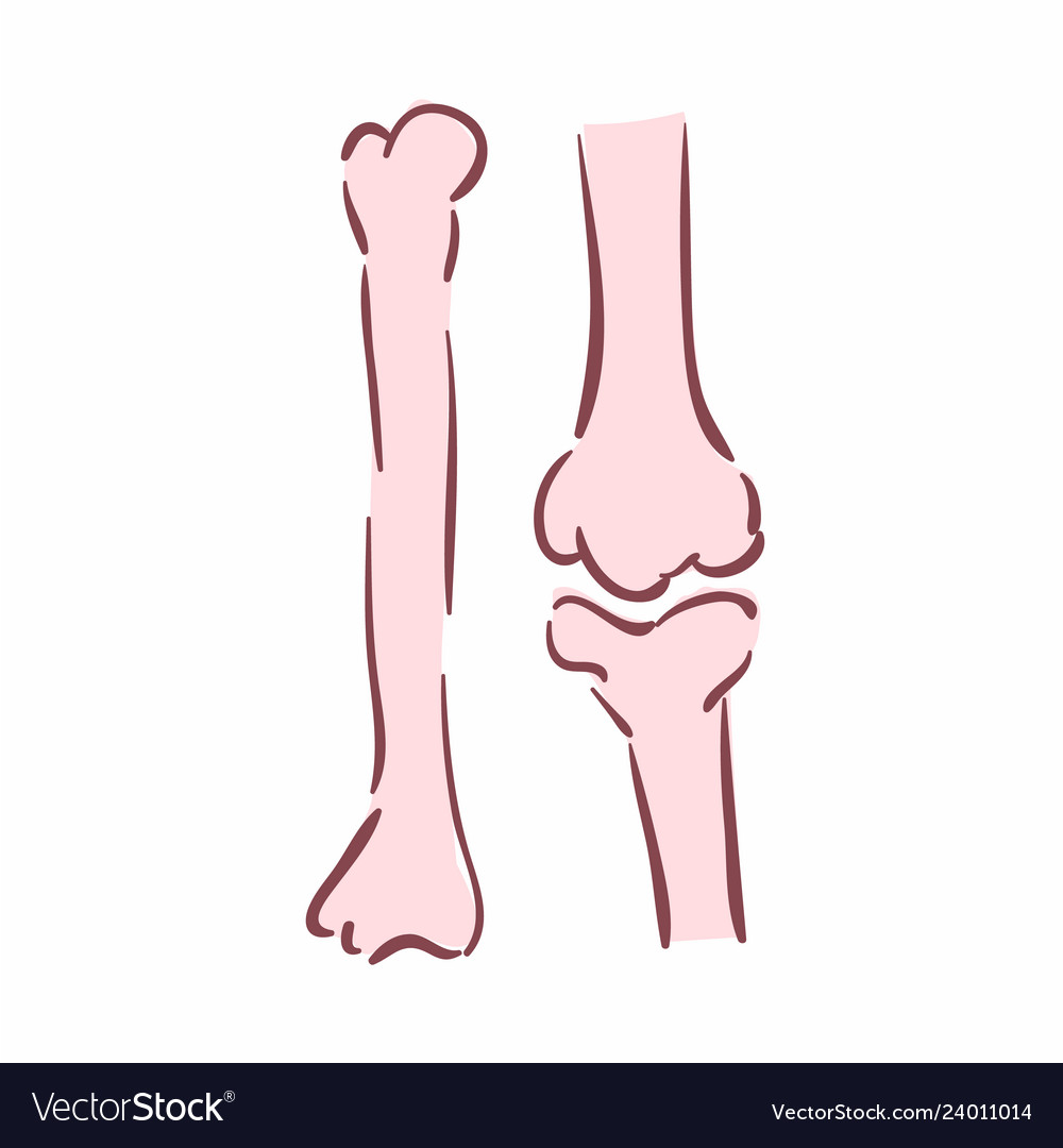 Human bones Royalty Free Vector Image - VectorStock
