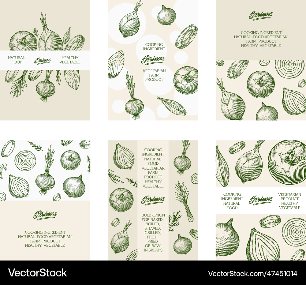 Onion bulb poster or banner half cutout slice Vector Image