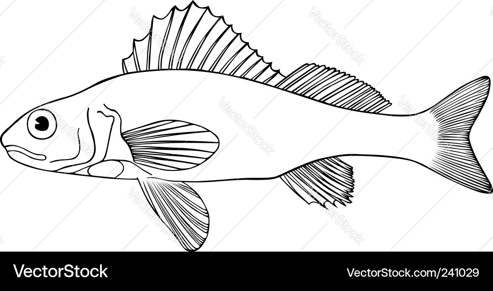 Fish Royalty Free Vector Image - VectorStock