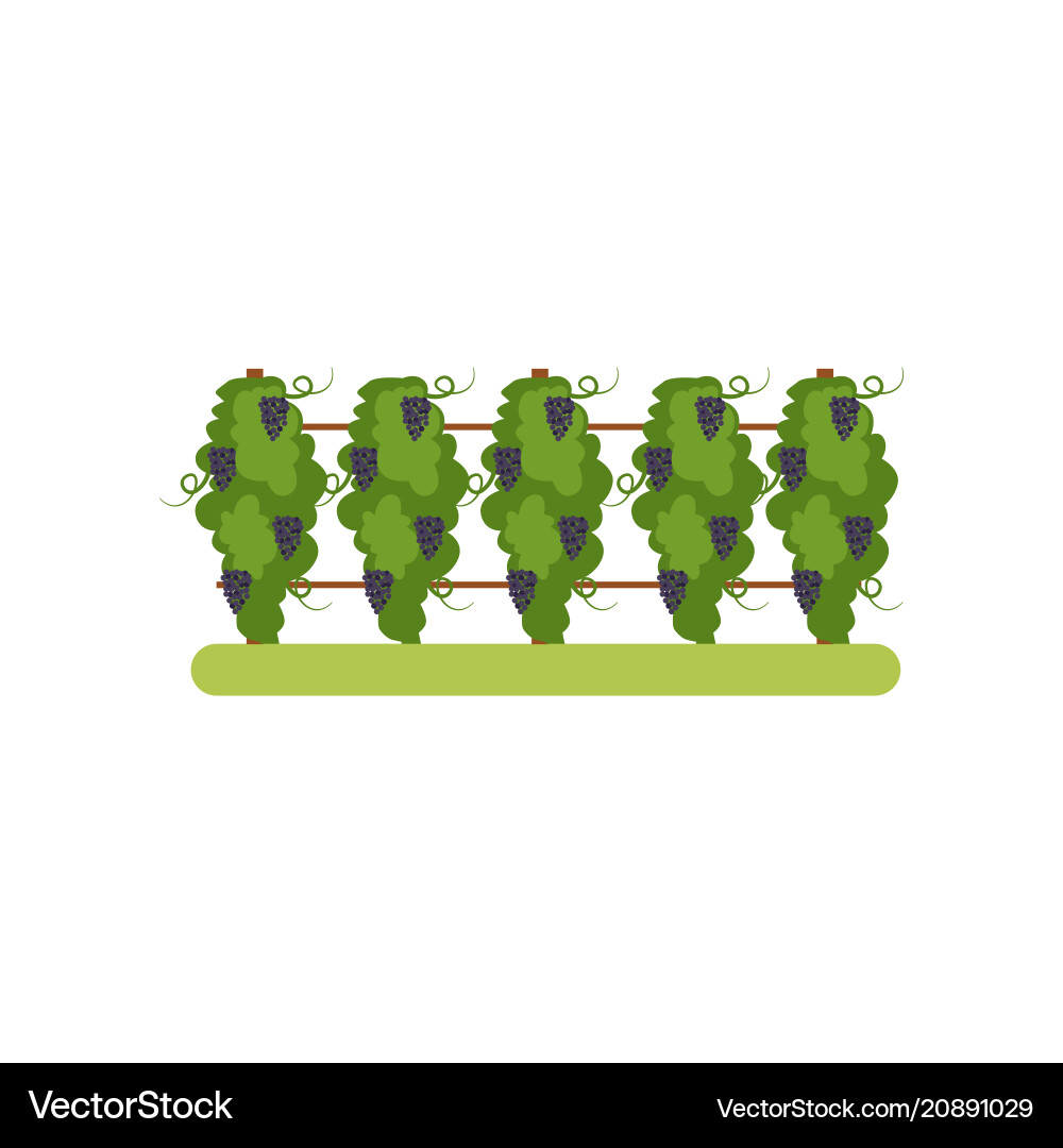 Vineyard with grapes bunches grape plantation Vector Image