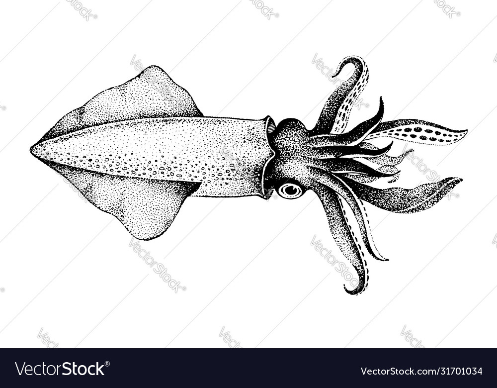 Squid fish collection Royalty Free Vector Image