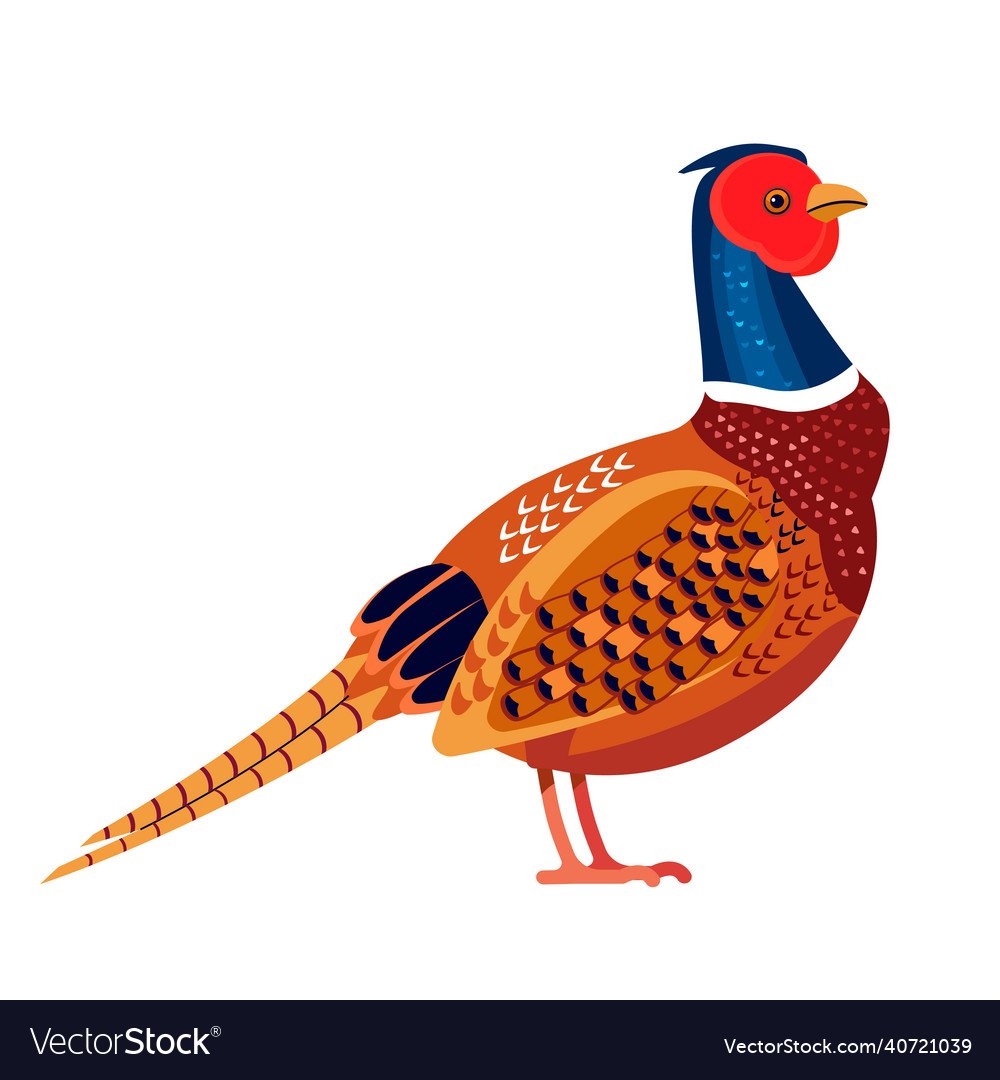 Pheasant is a bird in the family phasianidae Vector Image