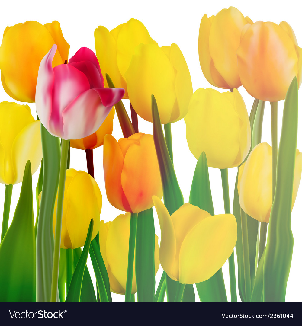 Yellow tulips card eps 10 Royalty Free Vector Image