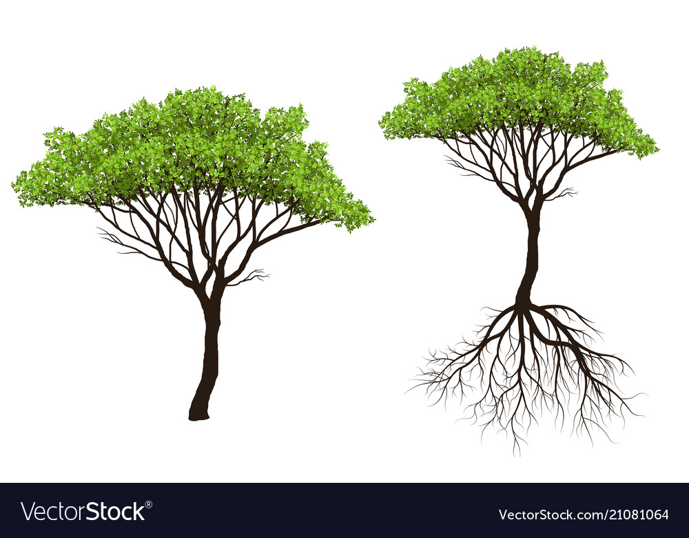 Big tree with root Royalty Free Vector Image - VectorStock Big tree with root Royalty Free Vector Image - VectorStock