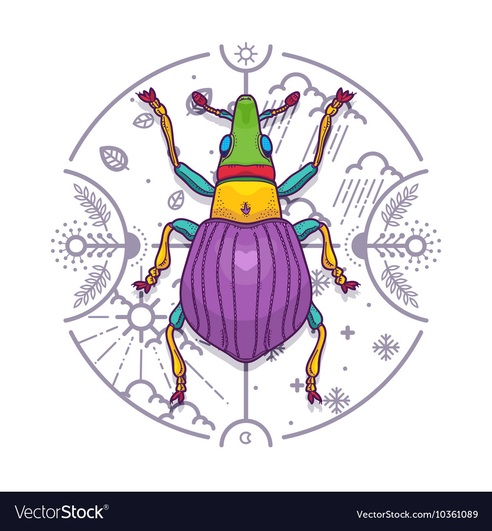 Insect beetle bug design elements line graphic Vector Image