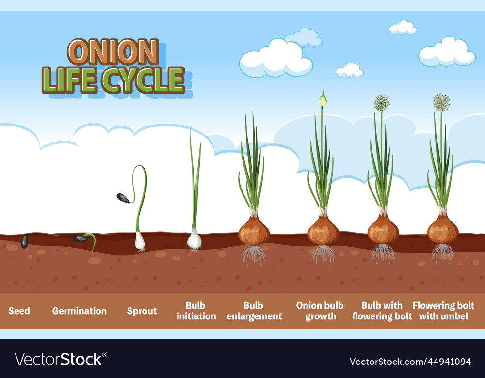 Onion plant growth stages Royalty Free Vector Image Onion plant growth stages Royalty Free Vector Image