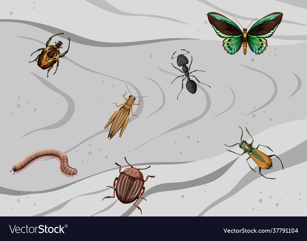 Top view different types insect Royalty Free Vector Image