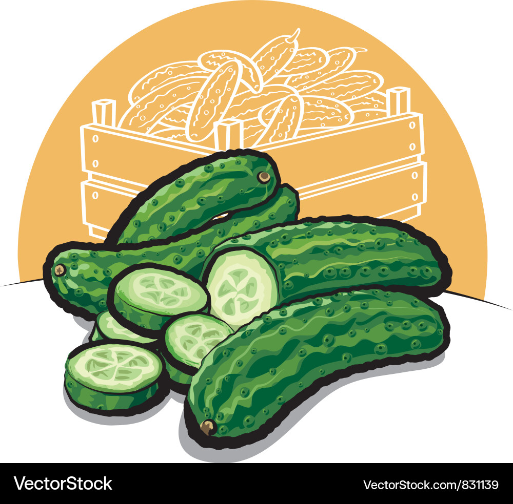 Fresh cucumbers Royalty Free Vector Image - VectorStock