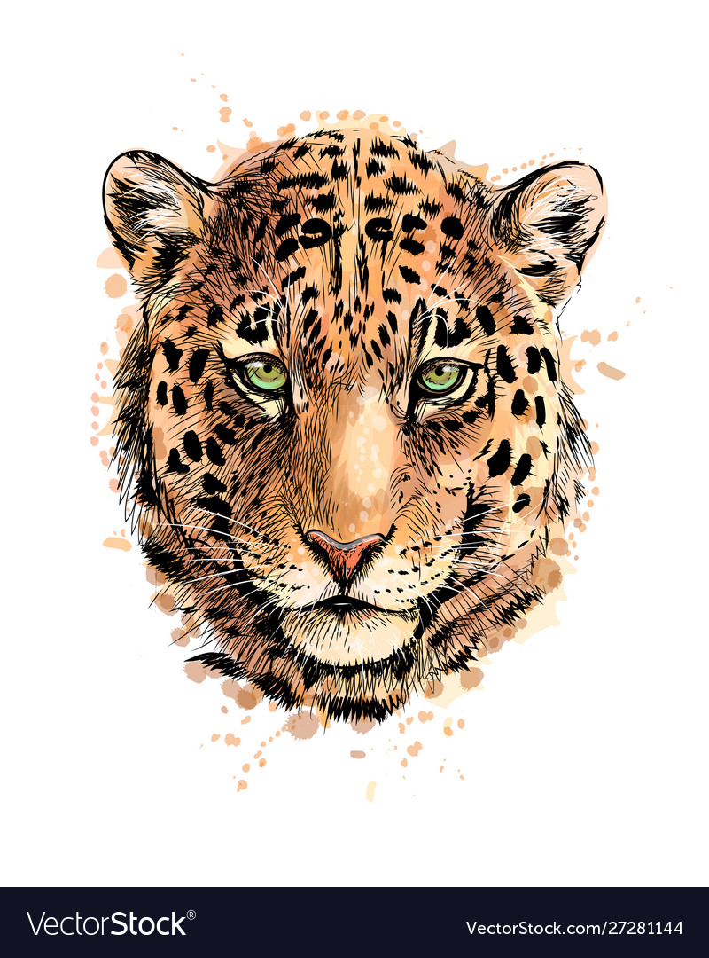 Portrait a leopard head from a splash Royalty Free Vector