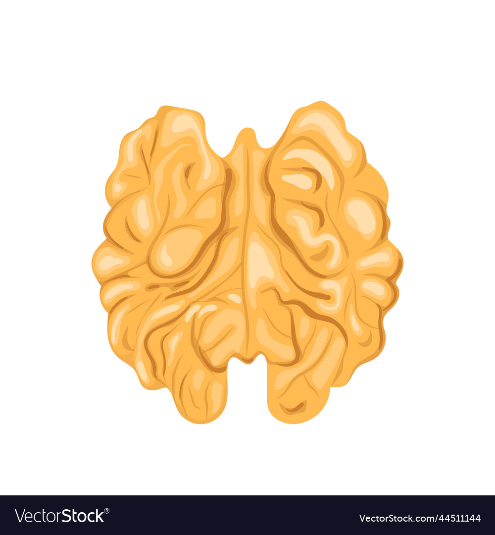 Walnut kernel cartoon Royalty Free Vector Image