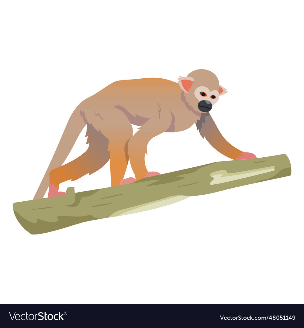 Common squirrel monkey Royalty Free Vector Image