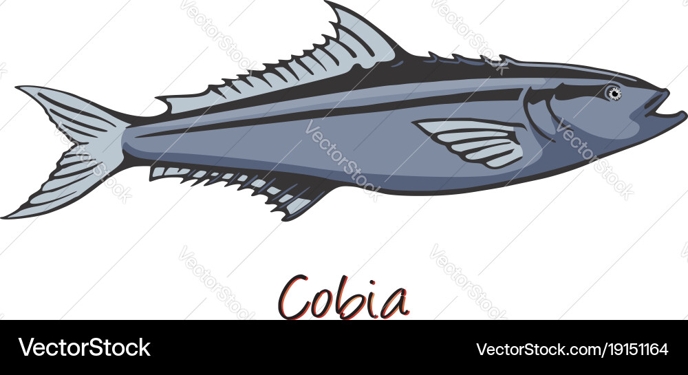 Cobia color Royalty Free Vector Image - VectorStock