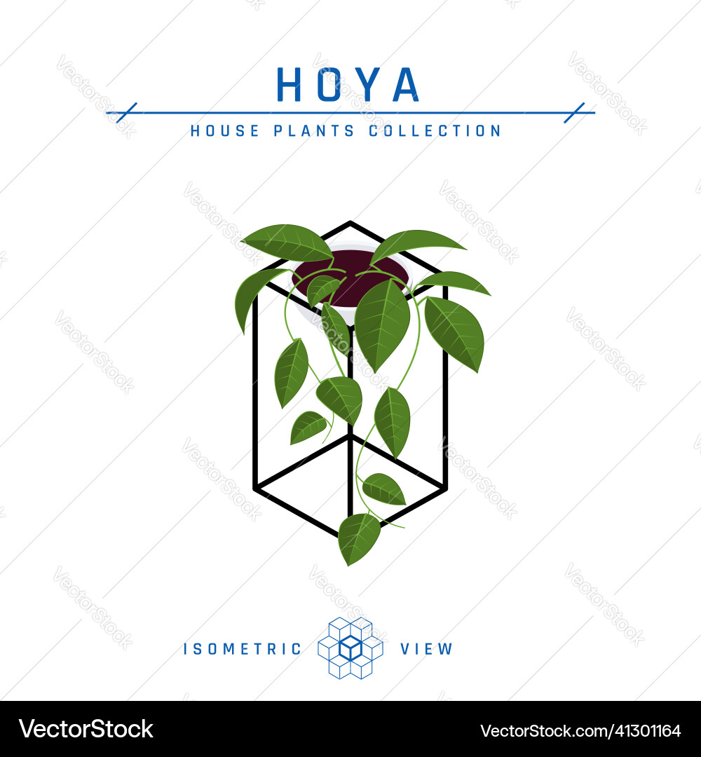 Hoya plant isometric icon in flat style Royalty Free Vector