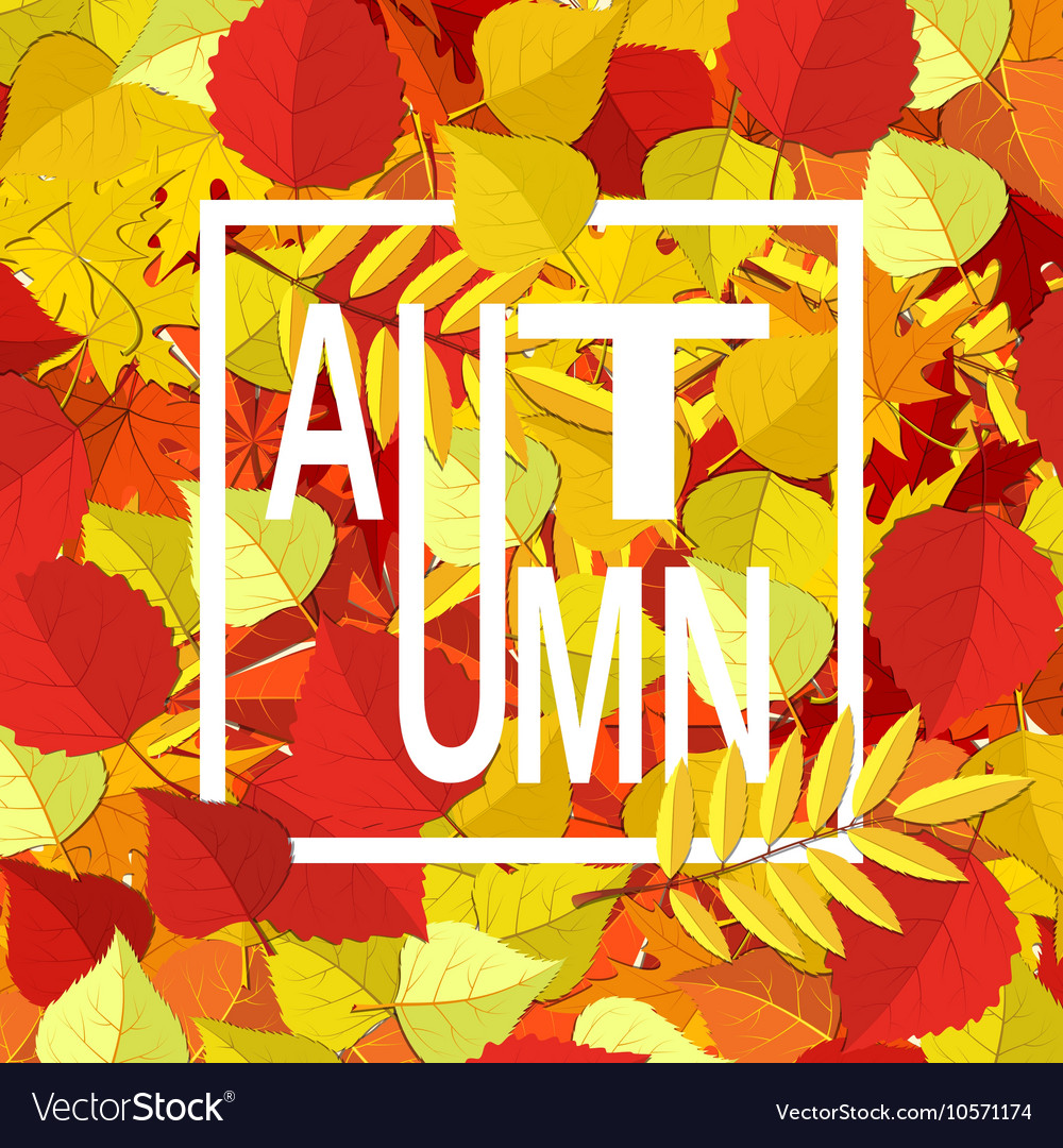 Autumn background Orange yellow fall leaves and Vector Image