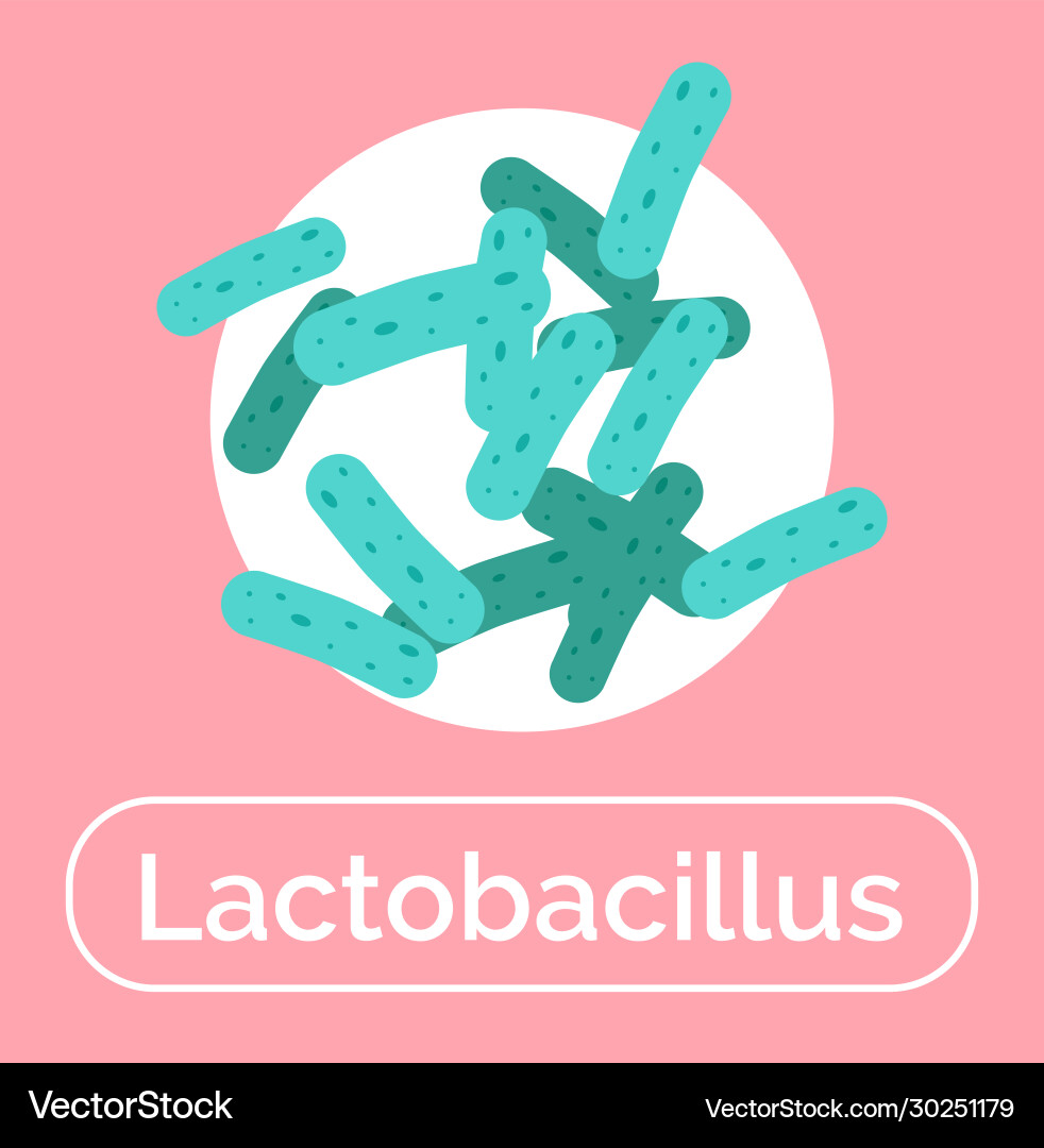 Lactobacillus probiotics for healthy digestion Vector Image