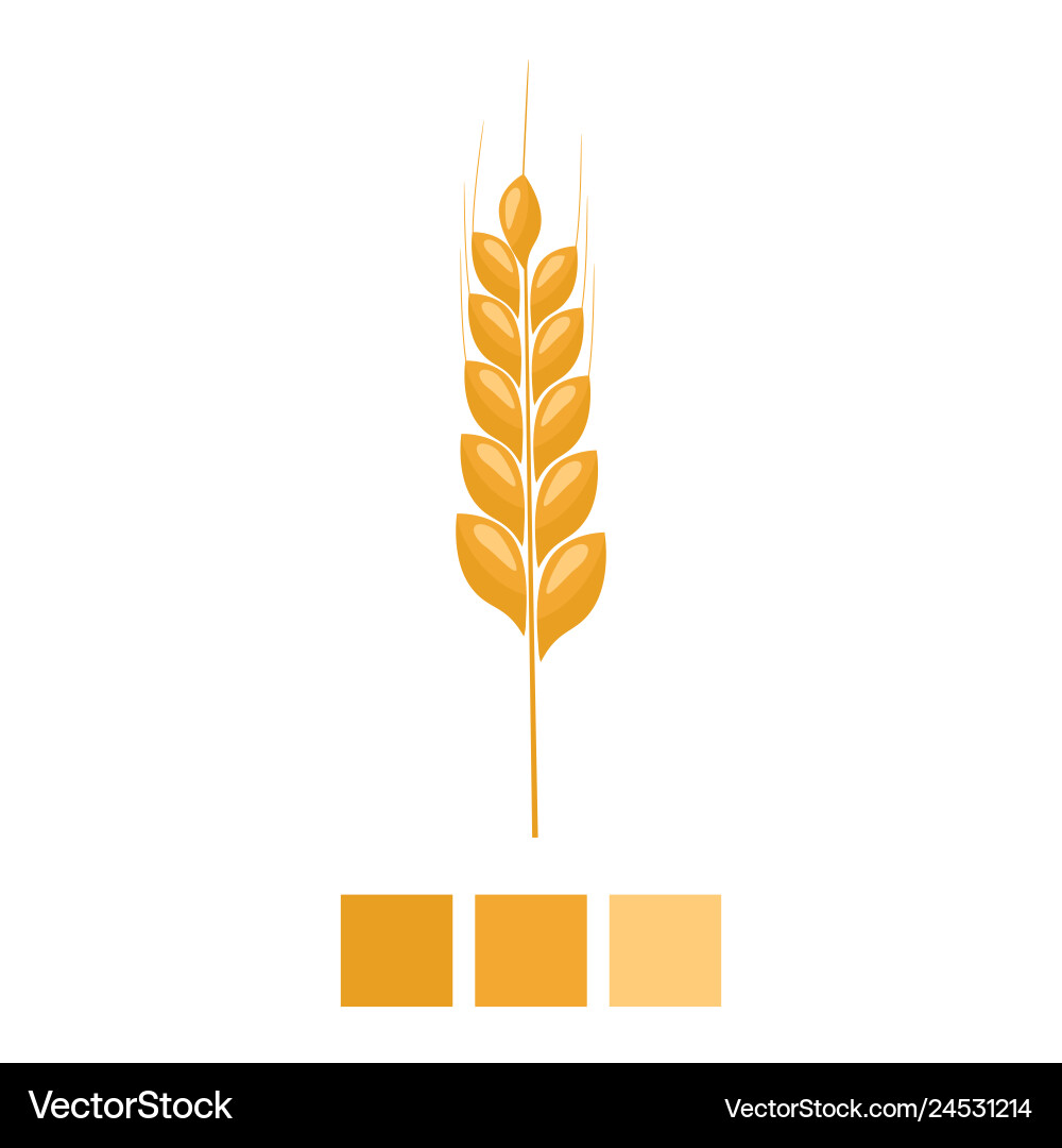 Wheat spike yellow isolated on white background Vector Image