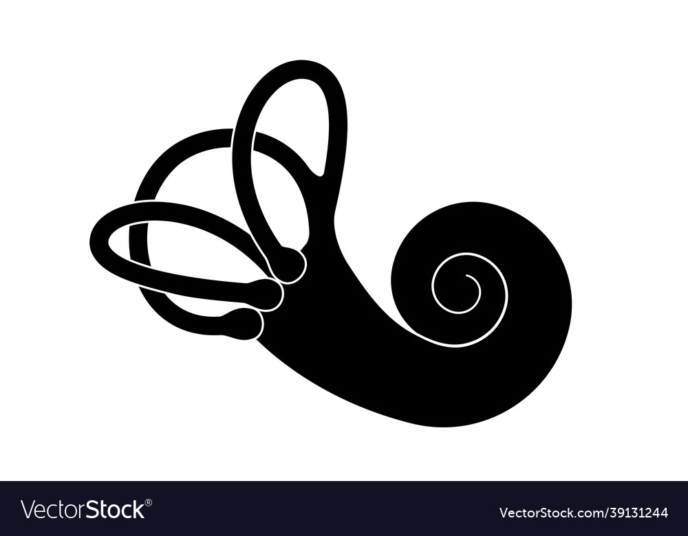 Vestibular apparatus anatomy Royalty Free Vector Image Vestibular apparatus anatomy Royalty Free Vector Image