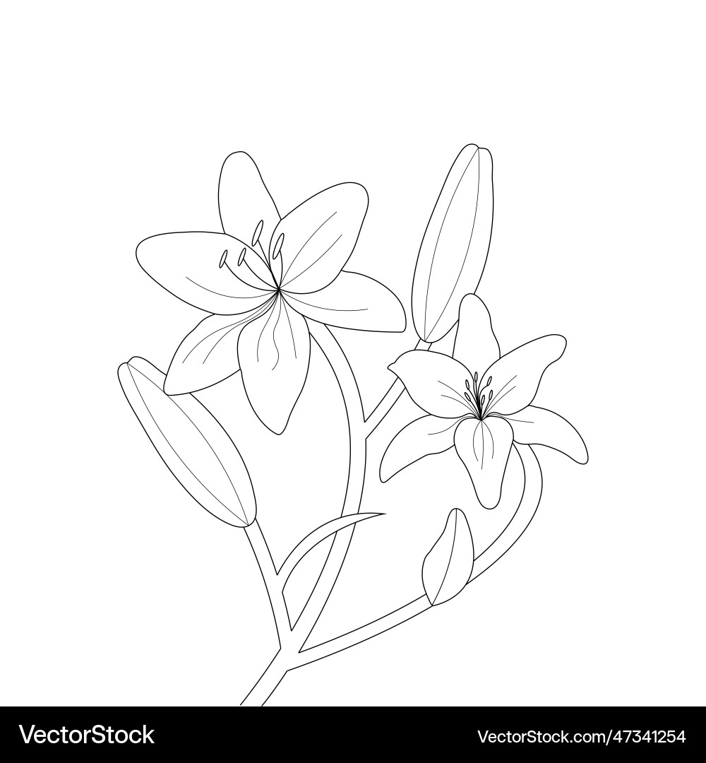 Lily flower line art Royalty Free Vector Image