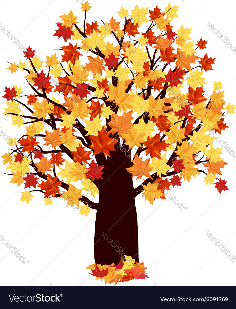Autumn maple tree Royalty Free Vector Image - VectorStock