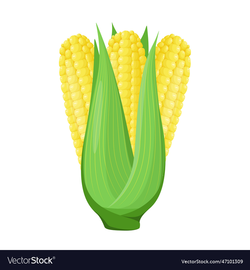 Ripe corn Royalty Free Vector Image - VectorStock