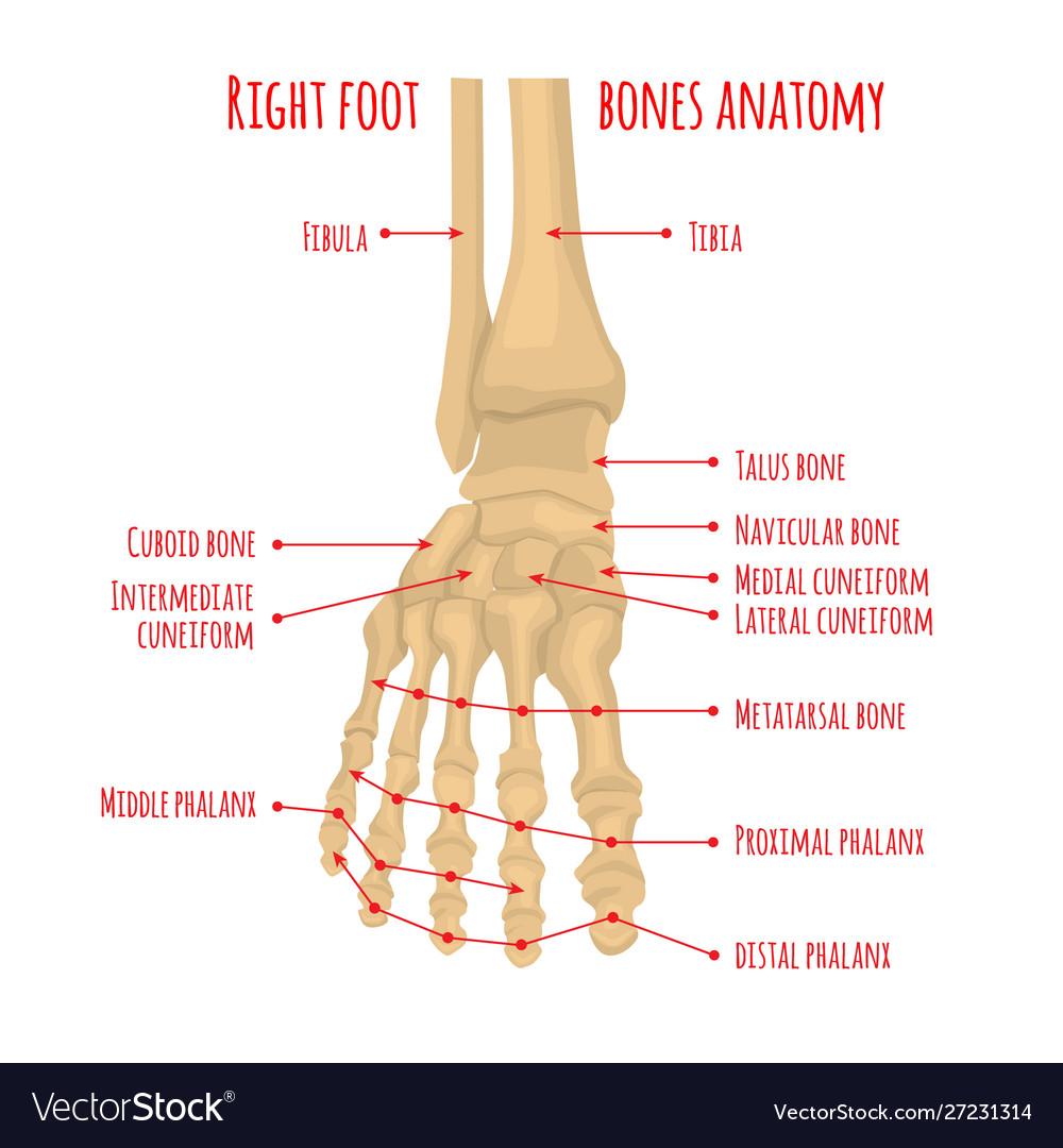 Foot Bones Anatomy Royalty Free Vector Image VectorStock