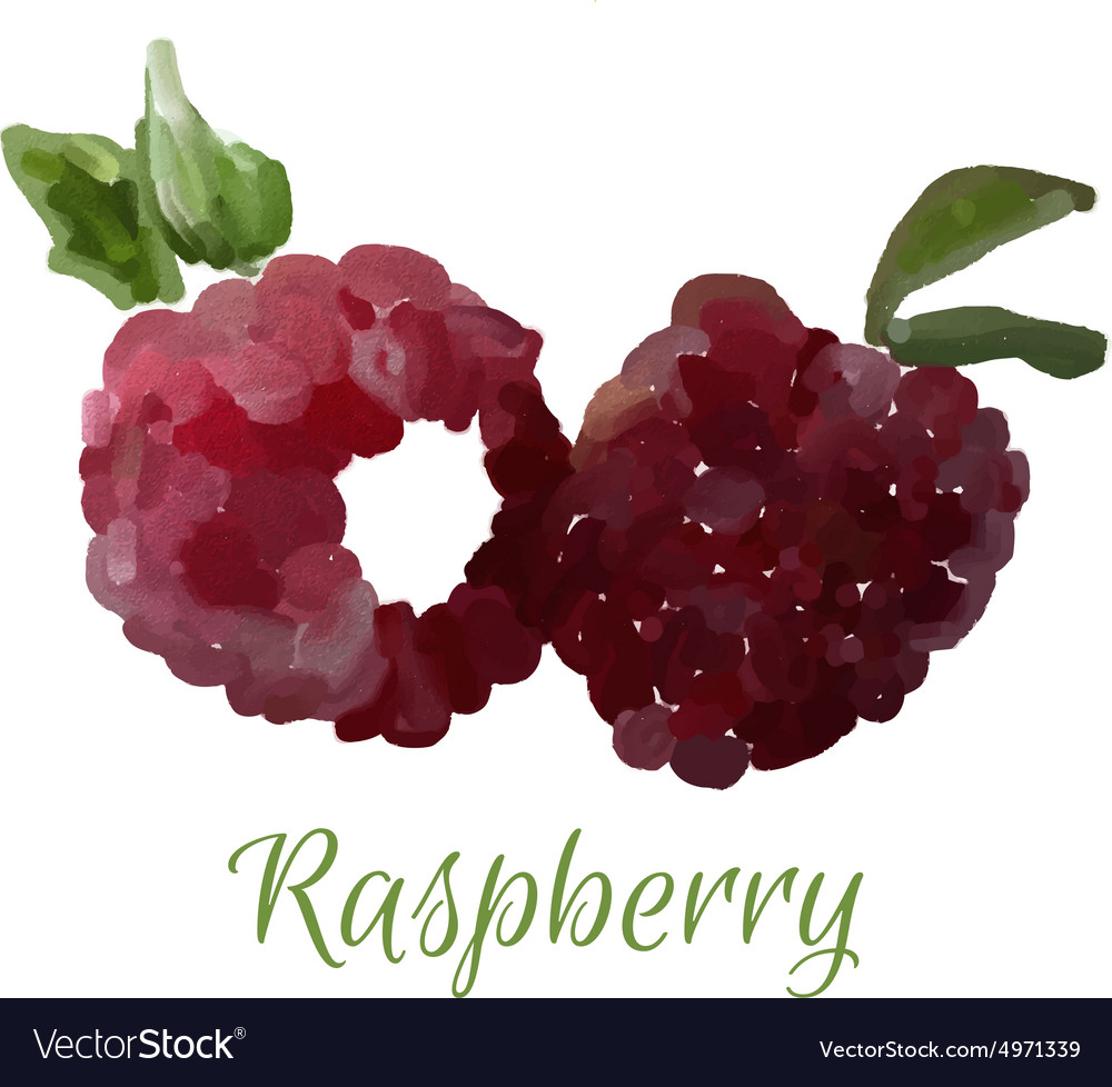Isolated raspberry Royalty Free Vector Image - VectorStock