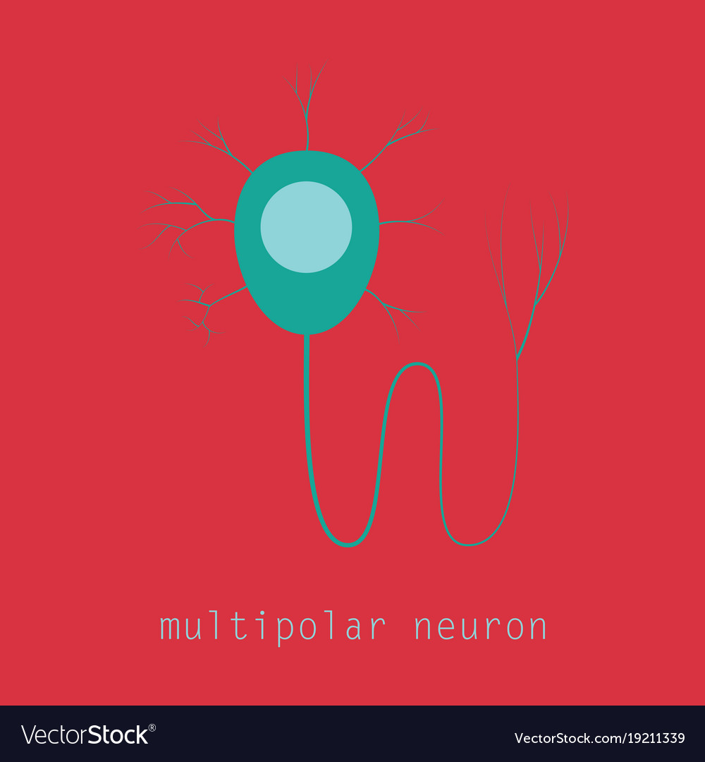 Structure a motor neuron Royalty Free Vector Image