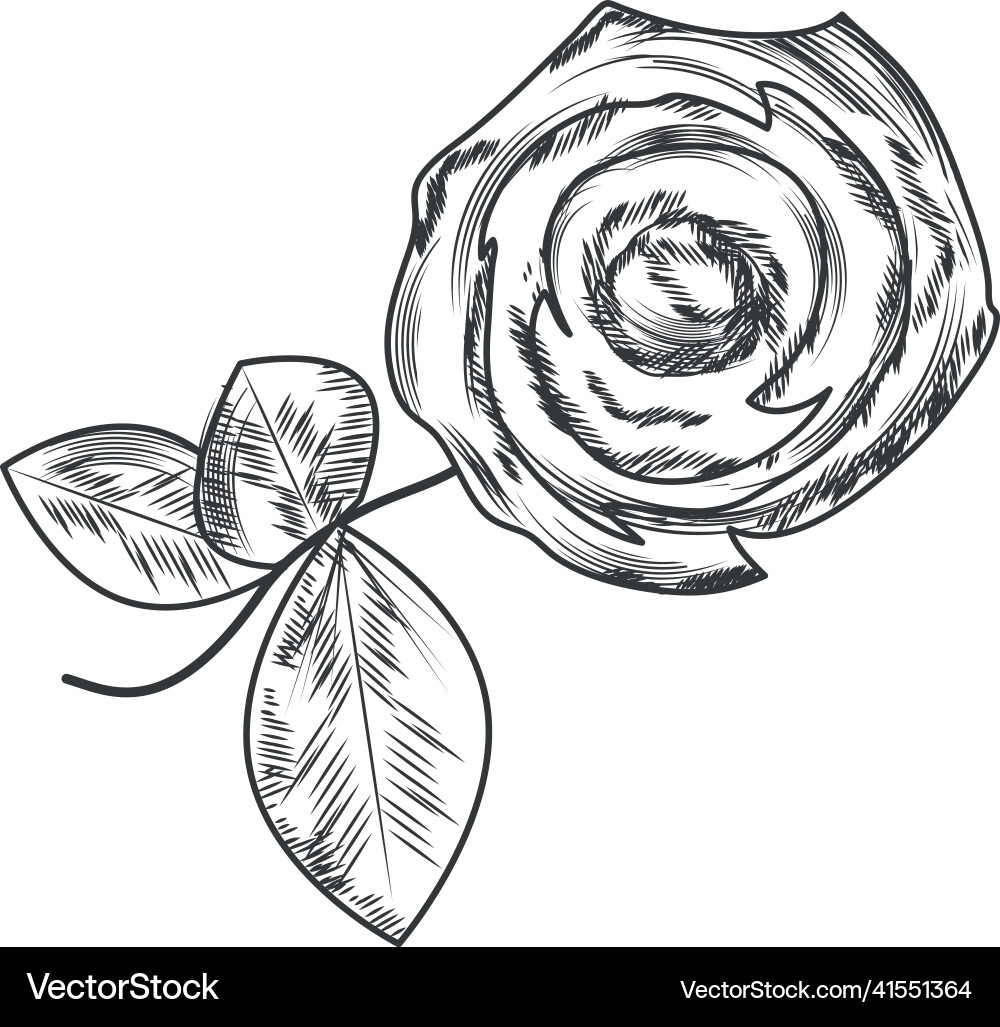 Flower rose and leaf Royalty Free Vector Image