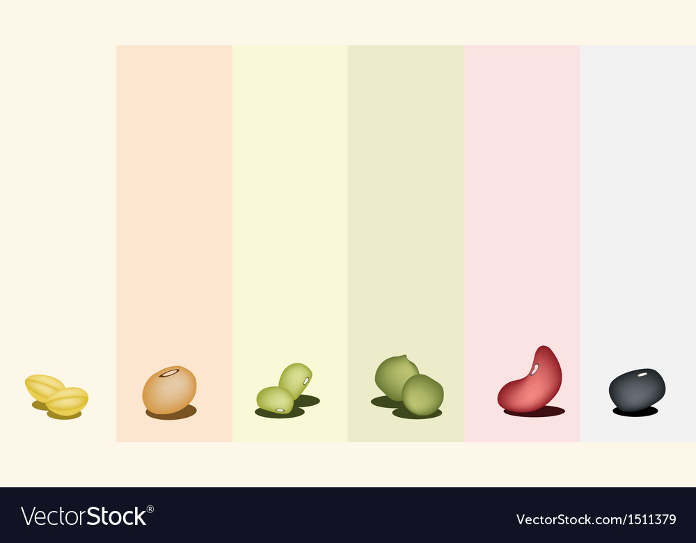 Different beans banner Royalty Free Vector Image