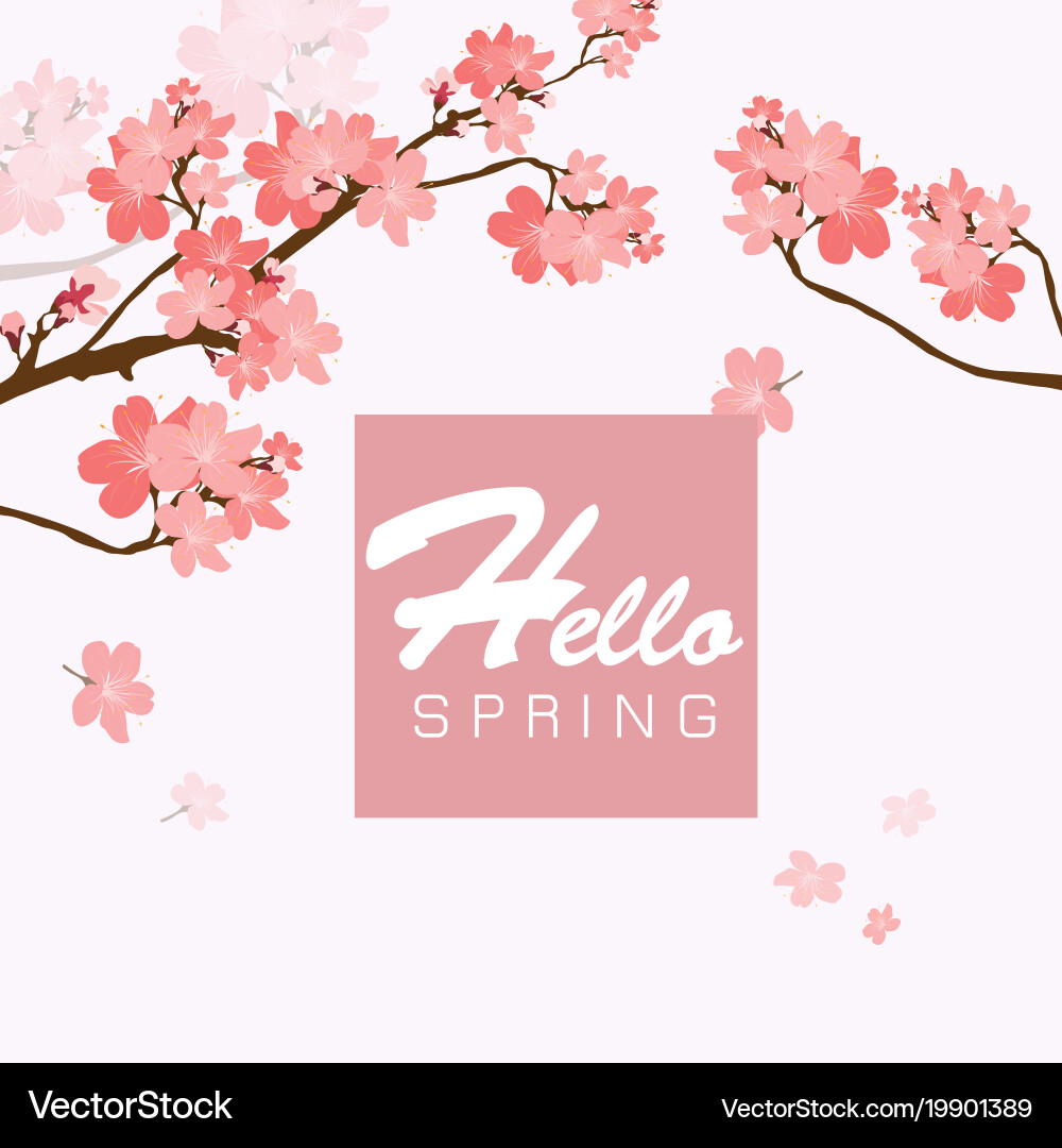 Hello spring sakura background image Royalty Free Vector